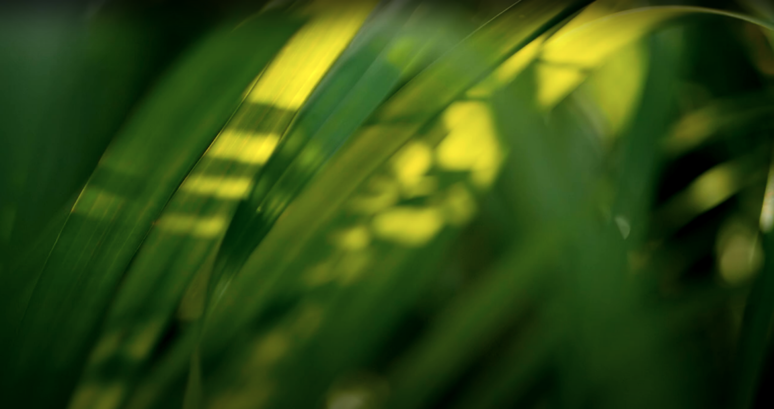 GreenWaste | Premier Recycling & Waste Management in California